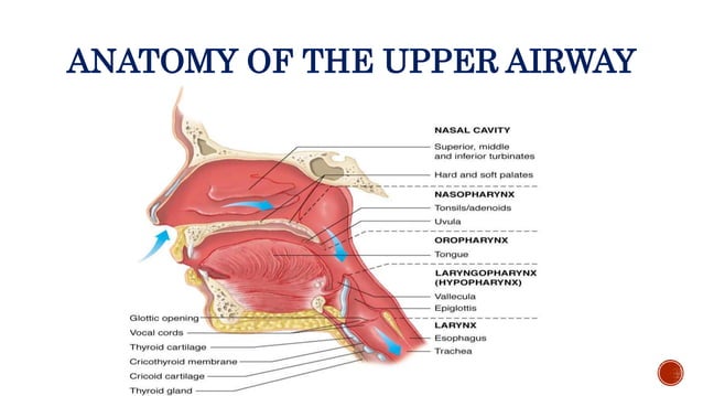 Airway anatomy | PPTX | Ear, Nose and Throat Conditions | Diseases and ...