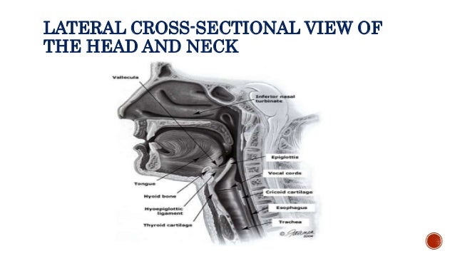 Airway anatomy