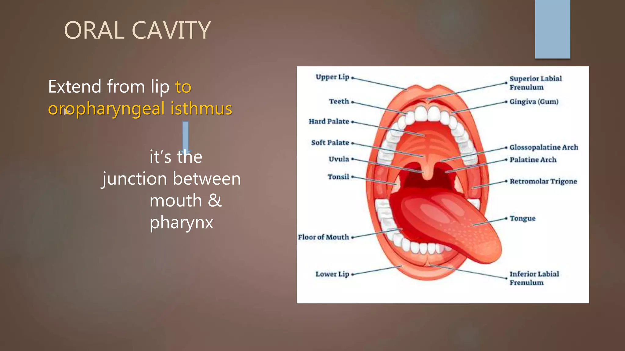 AIRWAY ANATOMY.pptx
