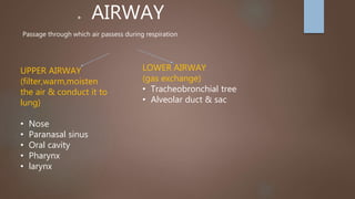 AIRWAY ANATOMY.pptx
