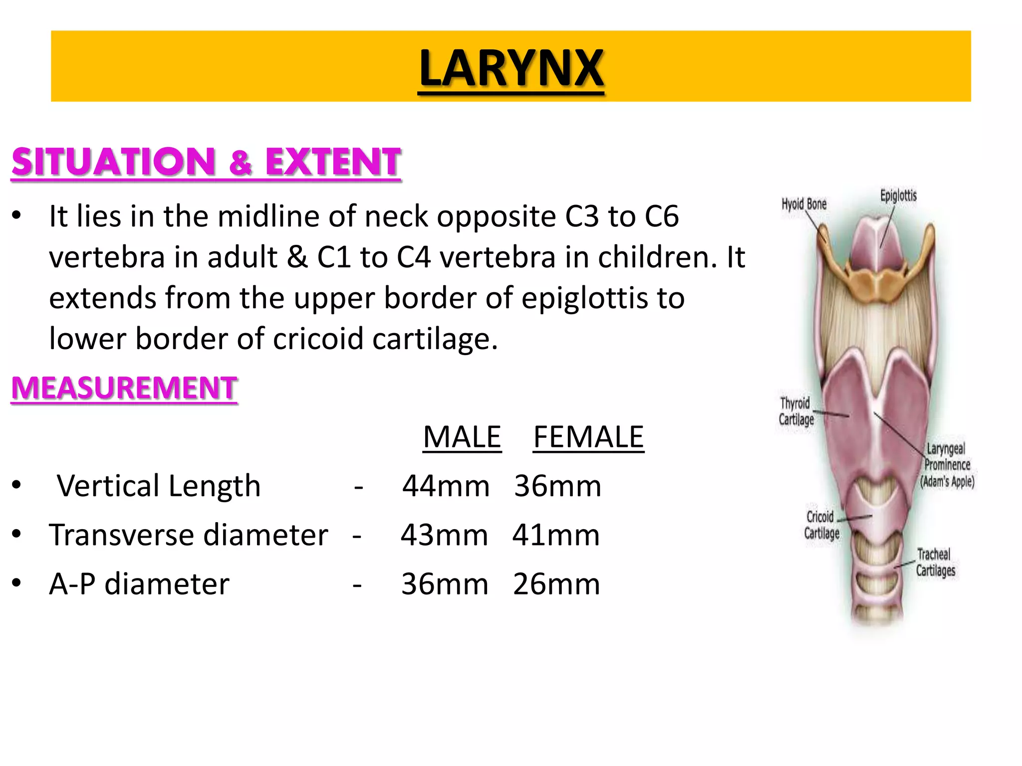 Airway anatomy its assessment and anaesthetic implication | PPTX
