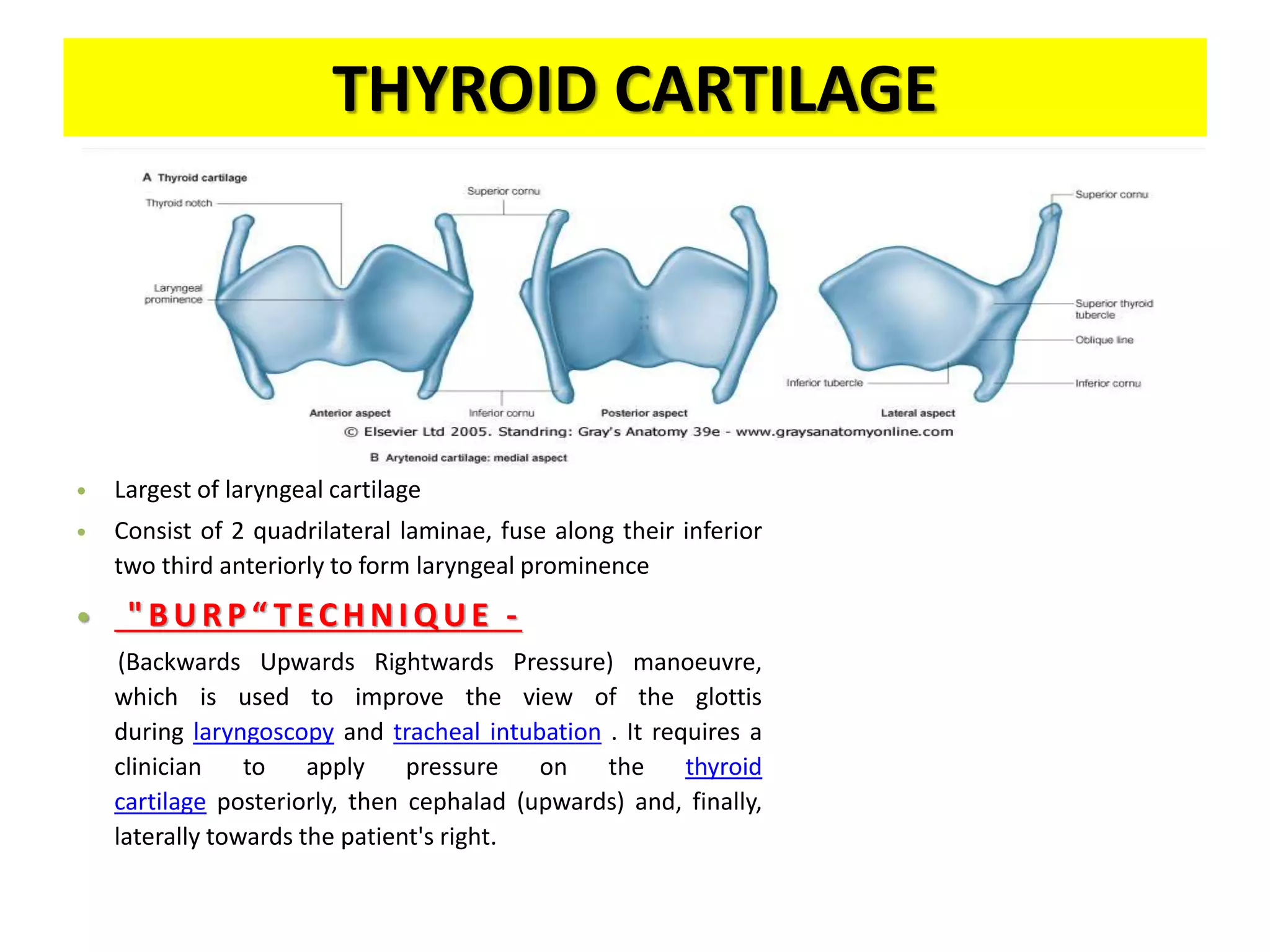 Airway anatomy its assessment and anaesthetic implication | PPTX