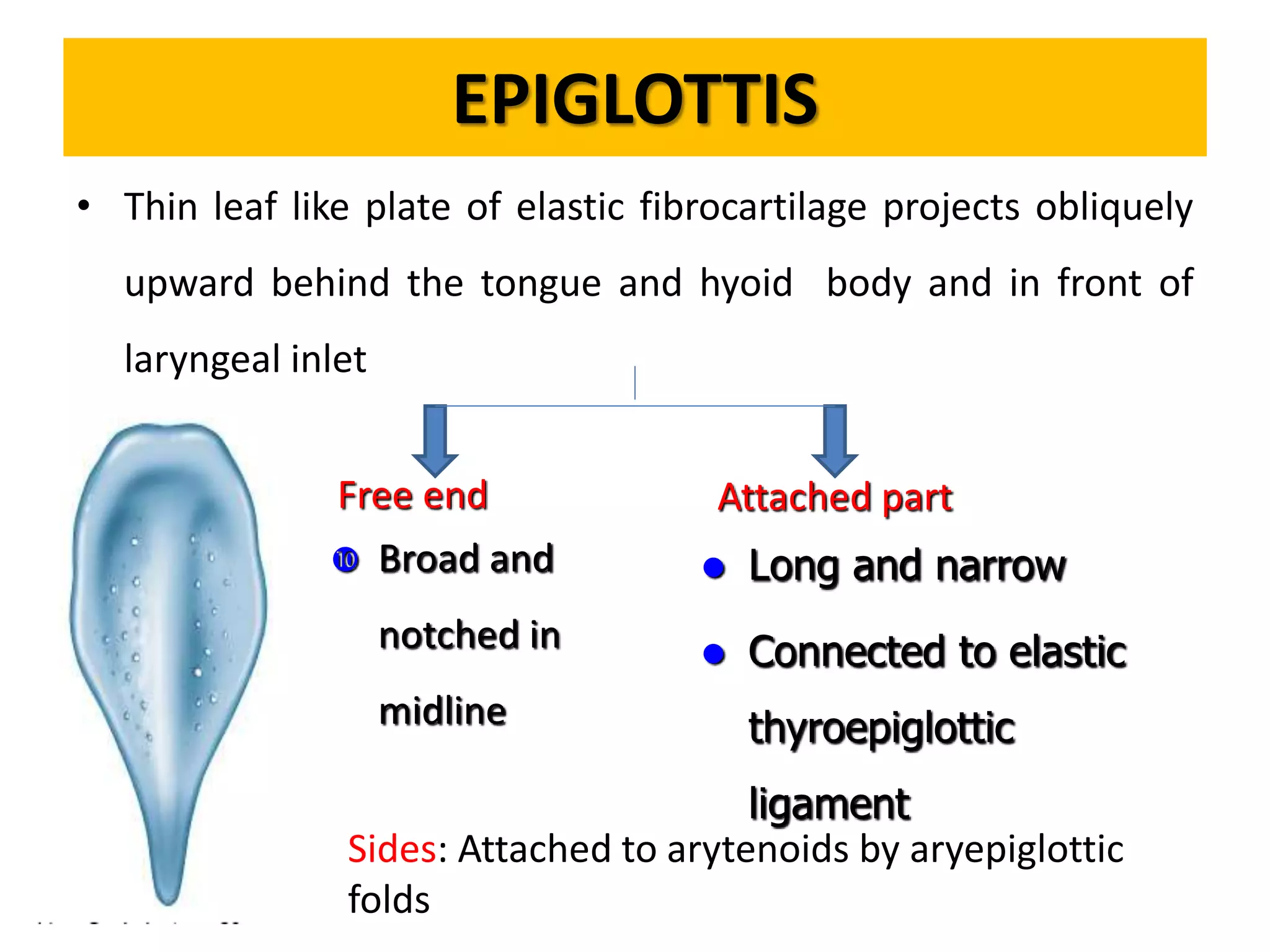 Airway anatomy its assessment and anaesthetic implication | PPTX