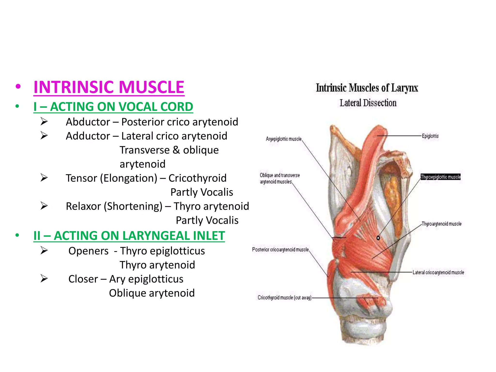 Airway anatomy its assessment and anaesthetic implication | PPTX