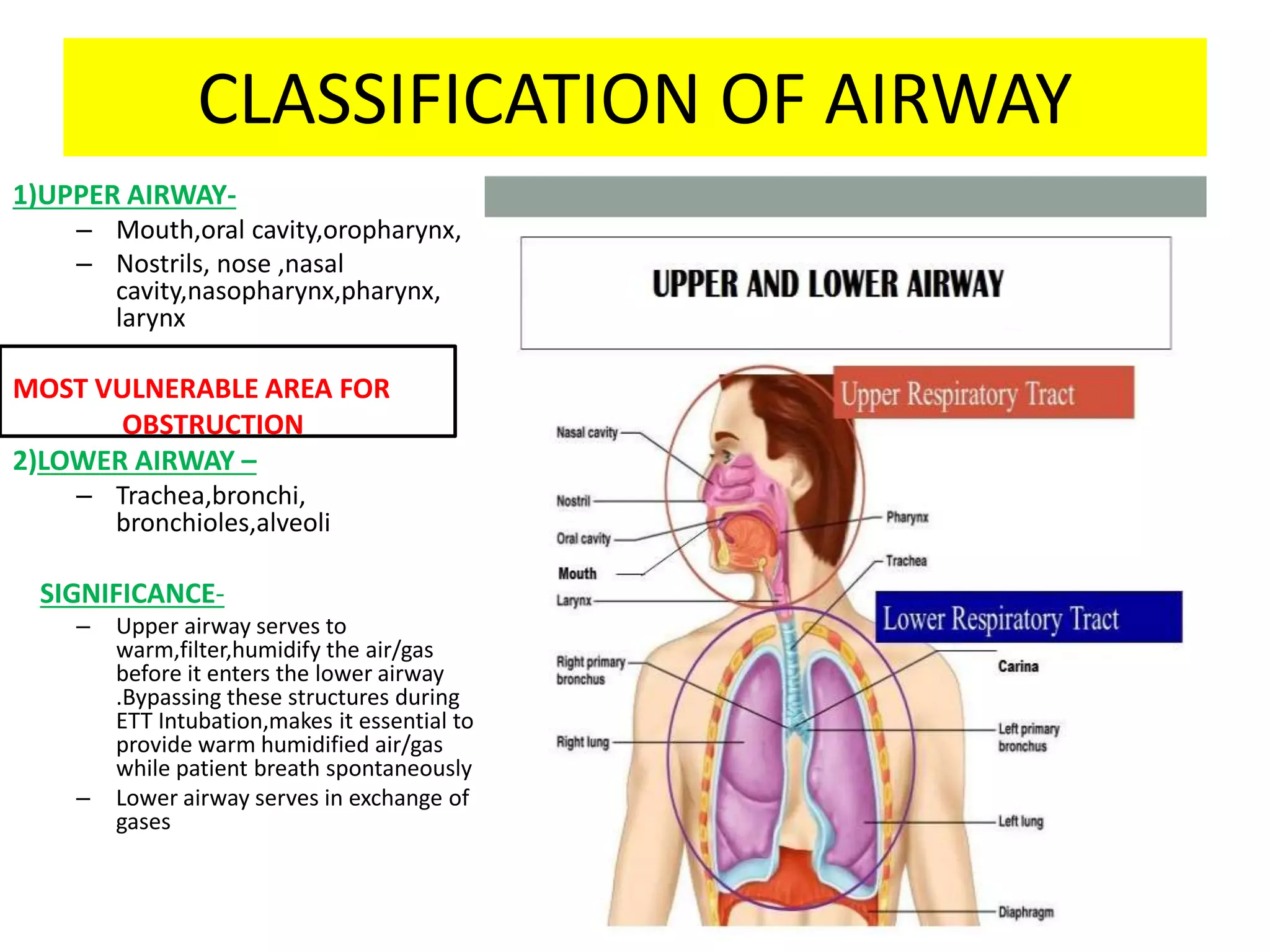 Airway anatomy its assessment and anaesthetic implication | PPTX