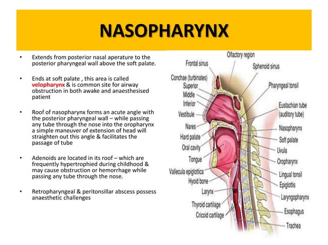 Airway anatomy its assessment and anaesthetic implication | PPTX