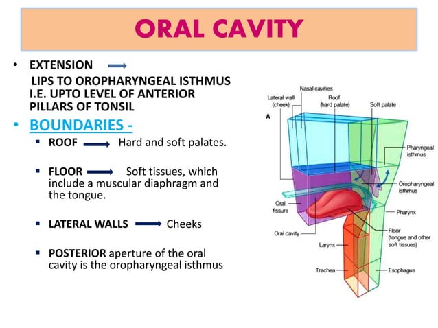 Airway anatomy its assessment and anaesthetic implication | PPTX