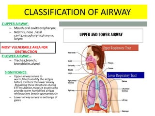 Upper Airway Anatomy
