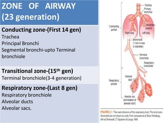 airwayanatomy-ramprasad-160830143137.pptx