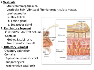 airwayanatomy-ramprasad-160830143137.pptx