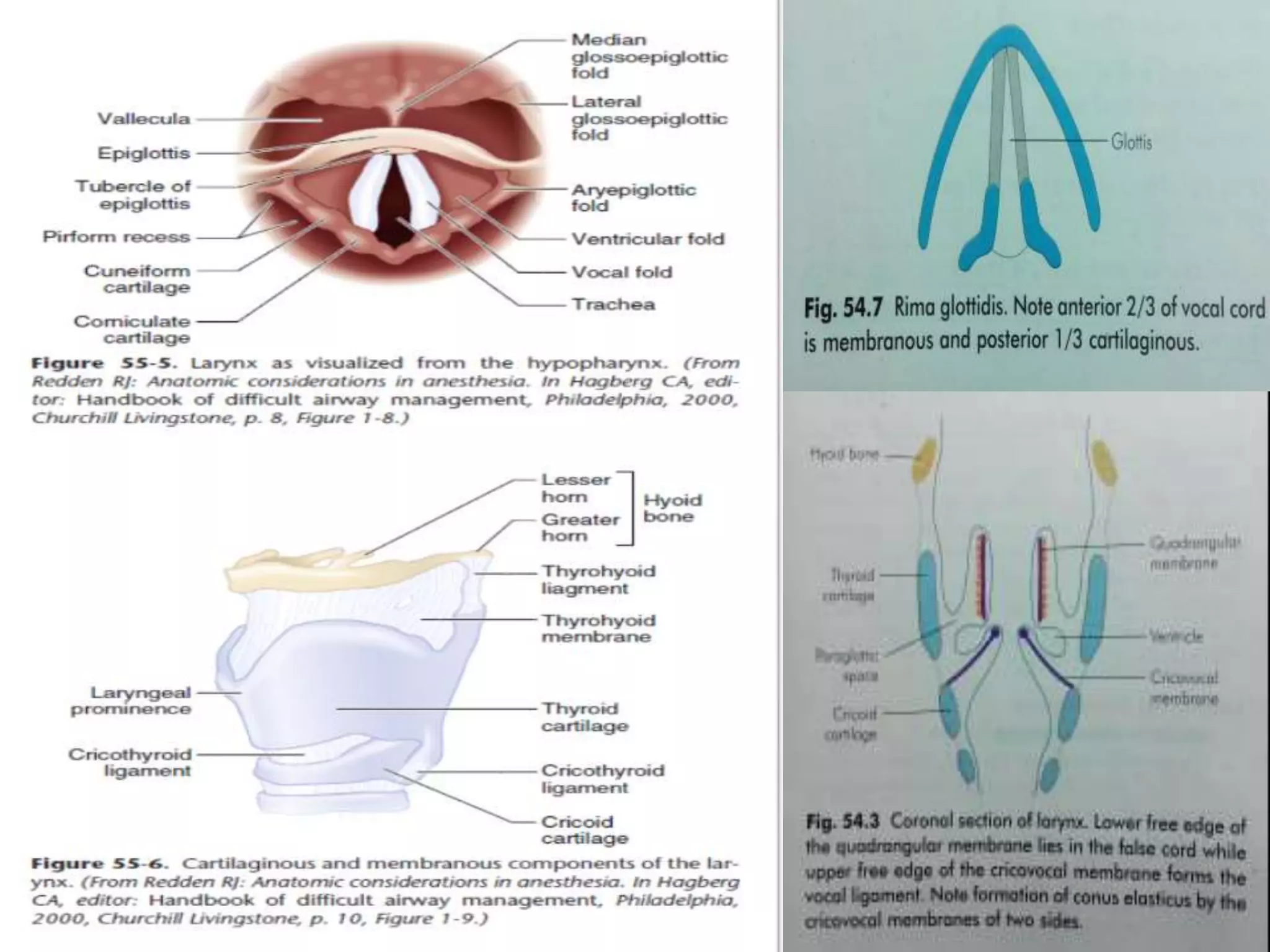 Airway anatomy | PPTX