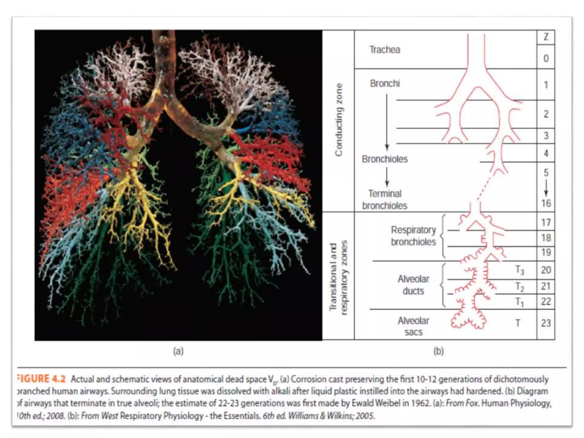 Airway anatomy | PPTX