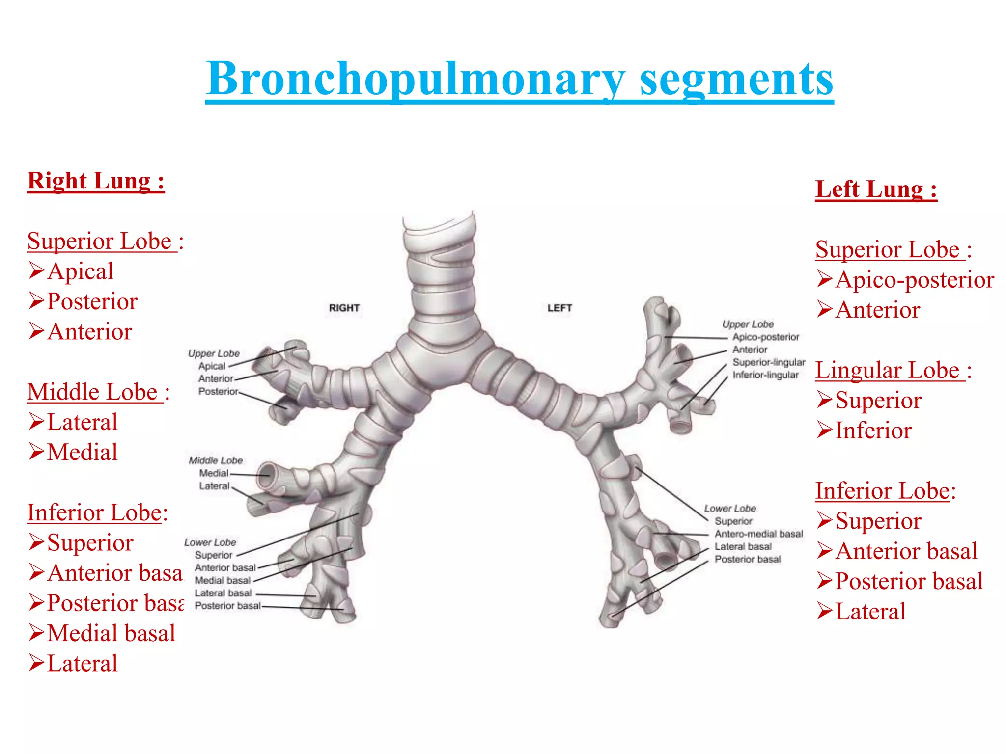 Airway anatomy | PPTX