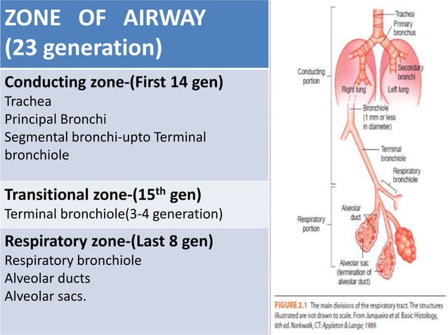 Airway anatomy | PPTX