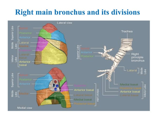 Airway anatomy | PPTX