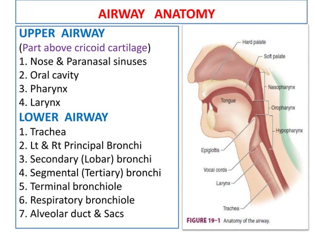 Airway anatomy