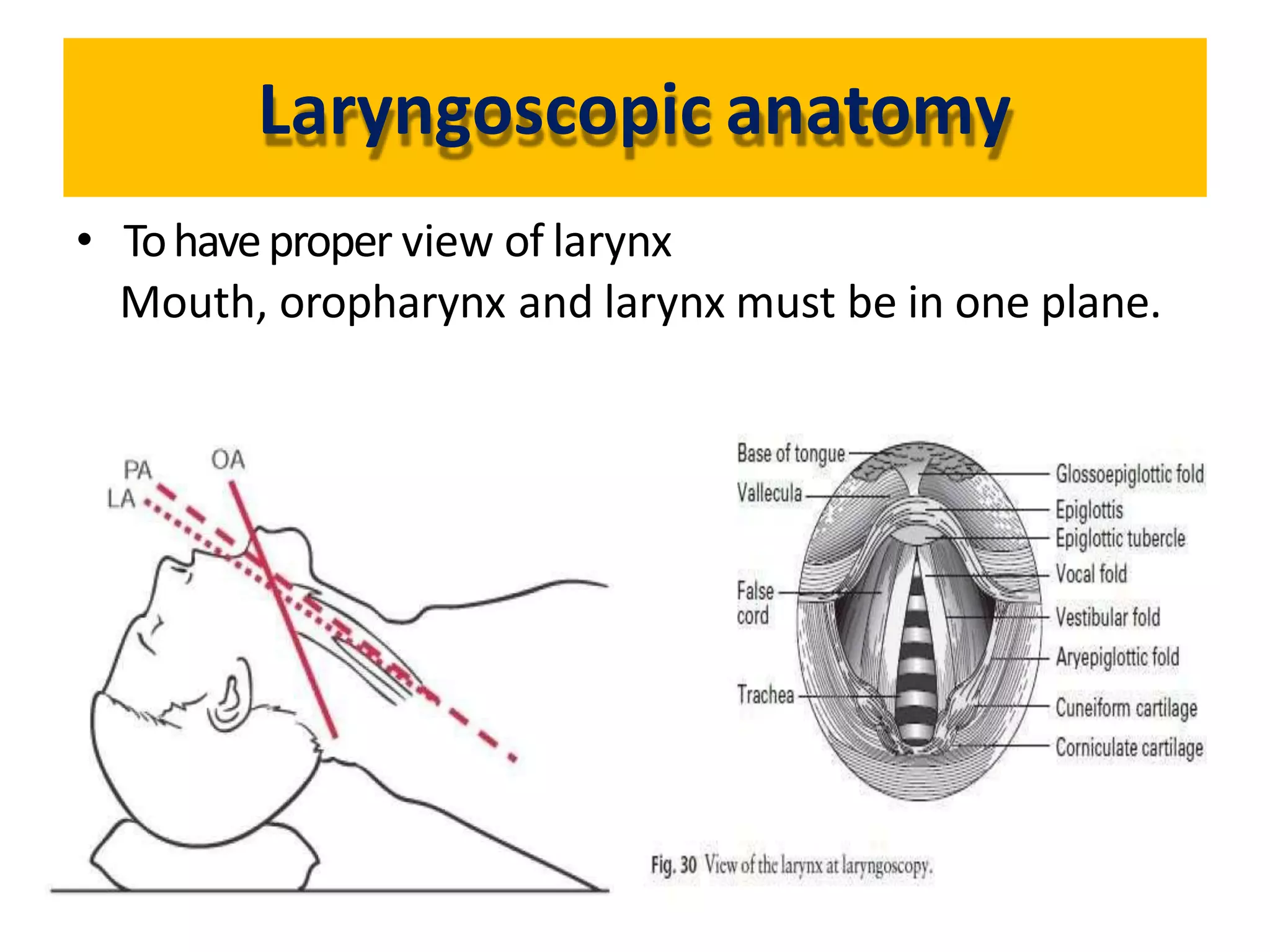 airway anatomy 1.pptx