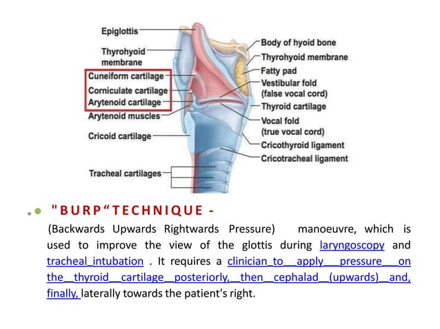 airway anatomy 1.pptx