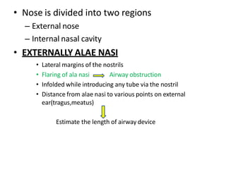 airway anatomy 1.pptx