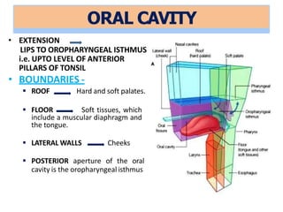 airway anatomy 1.pptx