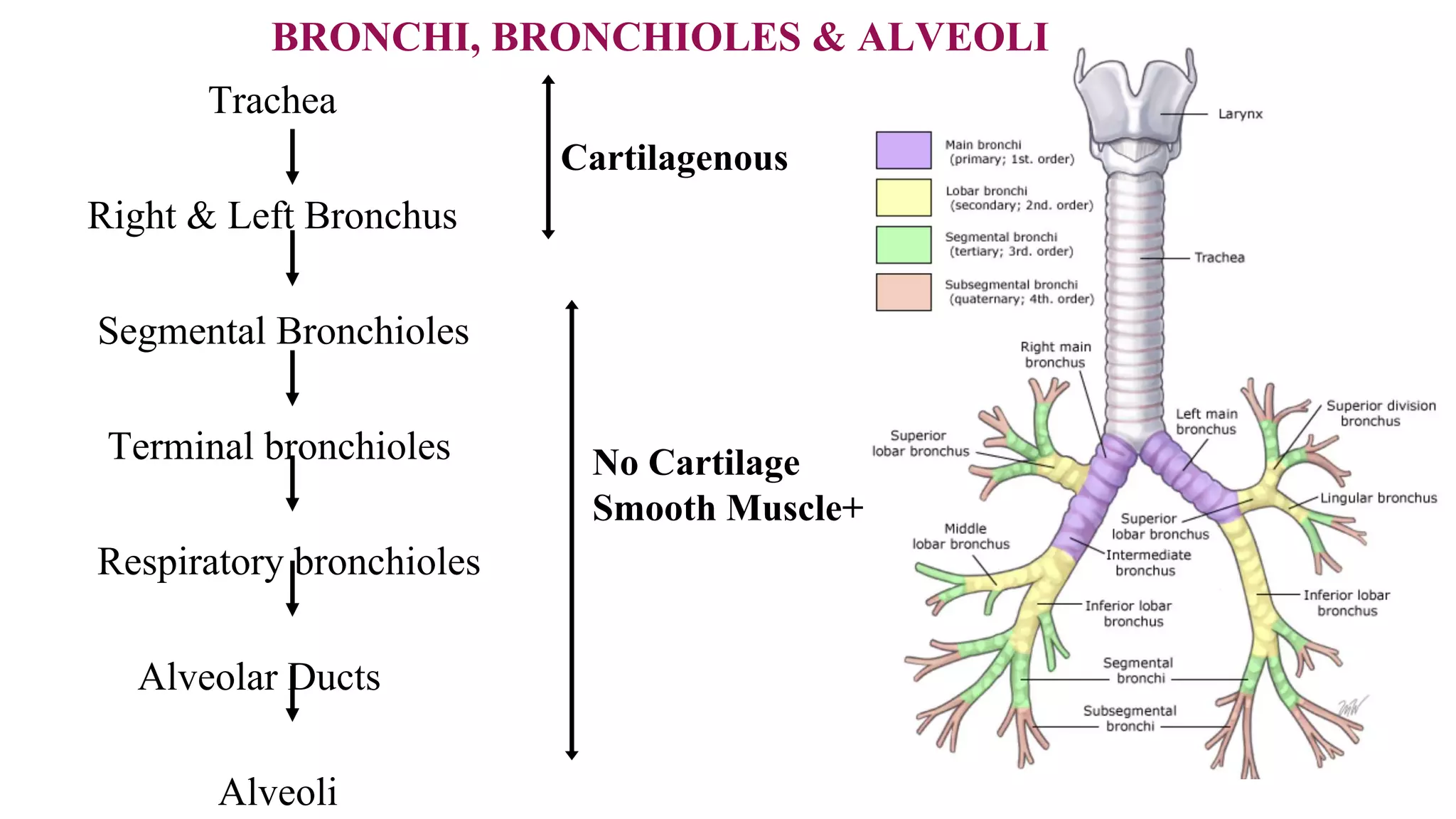 Airway Anatomy & Evaluation PPT.pptx | Free Download
