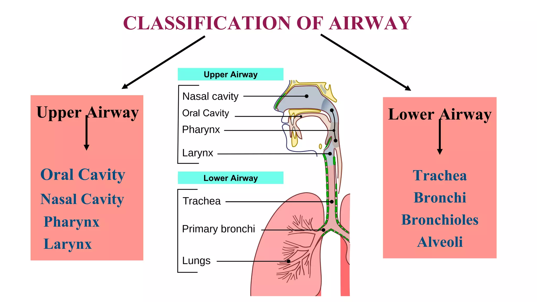 Airway Anatomy & Evaluation PPT.pptx
