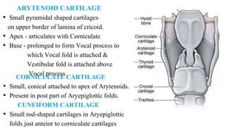 Airway Anatomy & Evaluation PPT.pptx