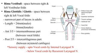 Airway Anatomy & Evaluation PPT.pptx