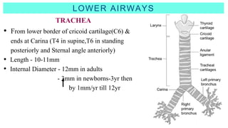 Airway Anatomy & Evaluation PPT.pptx