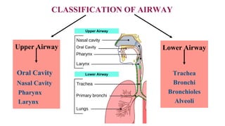 Airway Anatomy & Evaluation PPT.pptx