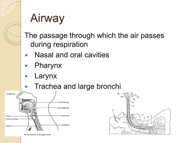 Airway assessment | PPTX | Ear, Nose and Throat Conditions | Diseases ...