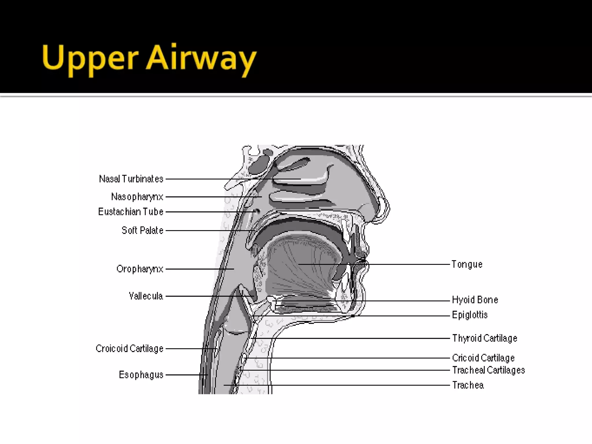 Airway assessment Dr. Tushar | PPTX
