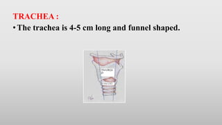 Airway assessment between adult & paediatrics | PPTX