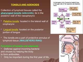Airway considerations in orthodontics - shobitha.ppt