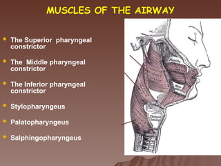 Airway considerations in orthodontics - shobitha.ppt