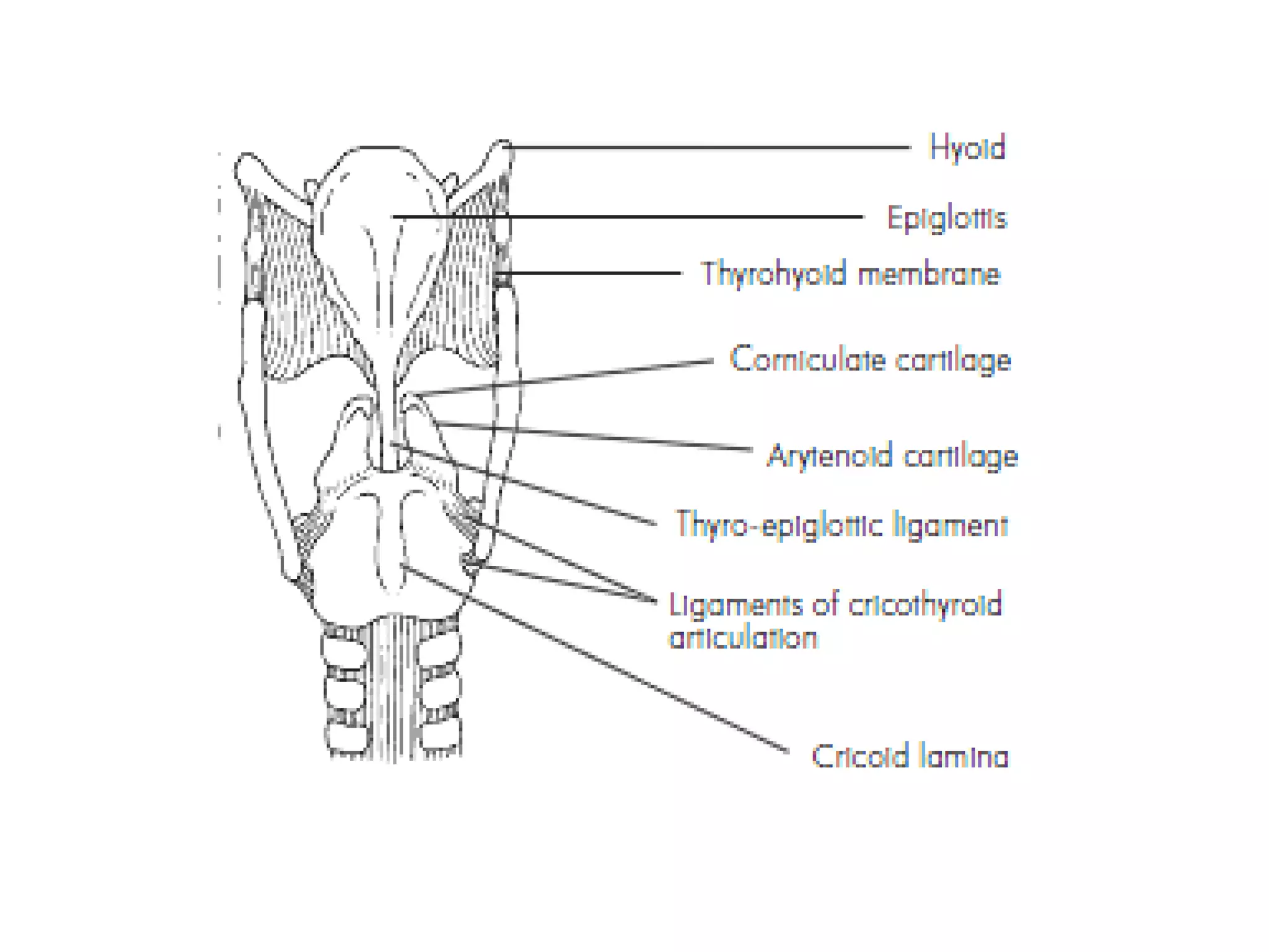 anaesthesia.Airway evaluation and management 1.(dr.amr) | PPT