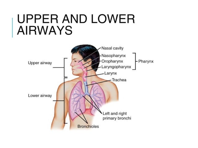 Airway Management | PPT