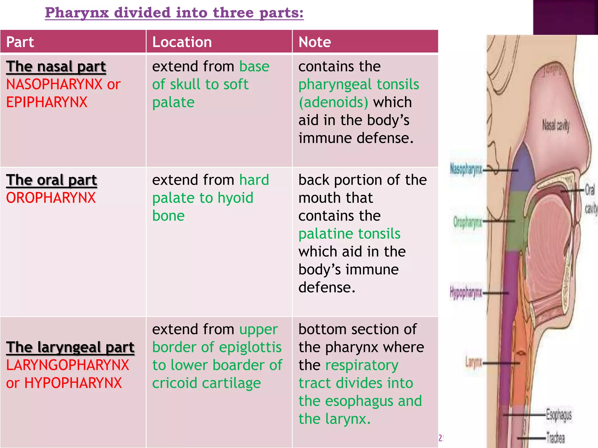 Airway Management Dr. Mohammad Abdeljawad | PPTX