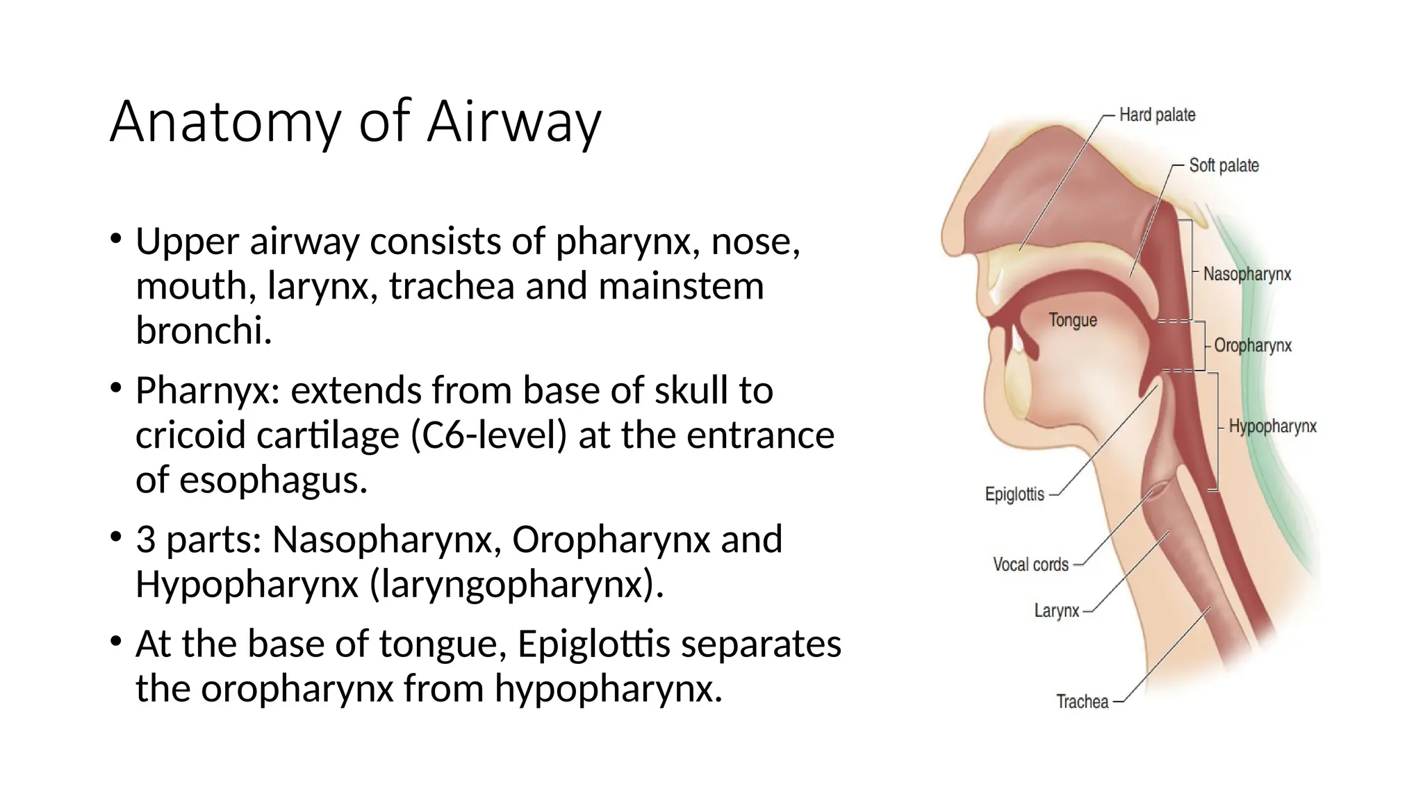 AIRWAY ANATOMY, DIFFICULT INTUBATION, Supraglotic airway devices, Video ...
