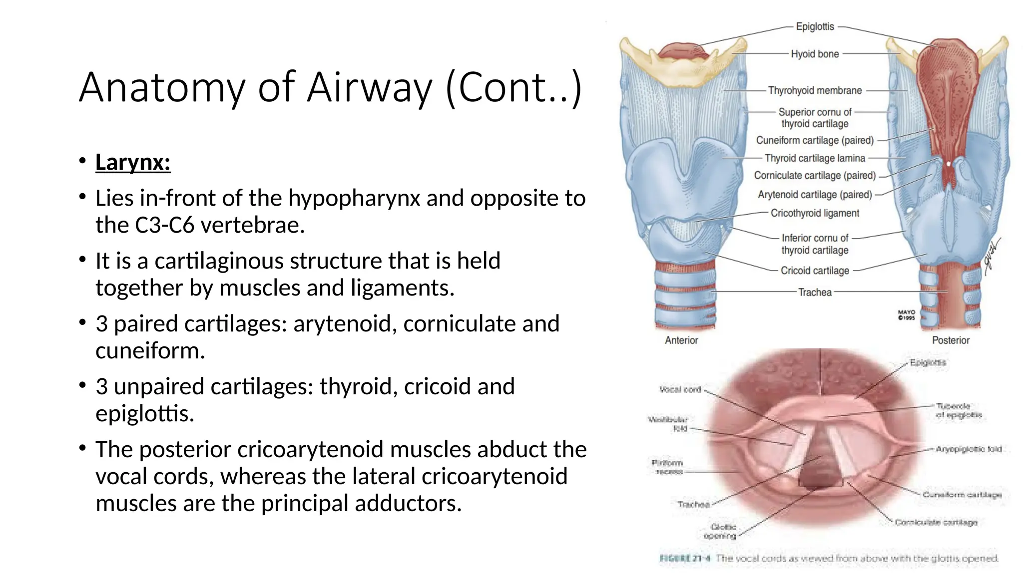 AIRWAY ANATOMY, DIFFICULT INTUBATION, Supraglotic airway devices, Video ...