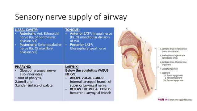 AIRWAY ANATOMY, DIFFICULT INTUBATION, Supraglotic airway devices, Video ...