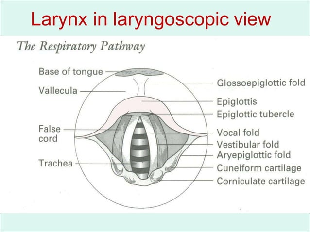 airwaymanagement-intubation-220330044725 (1).pdf