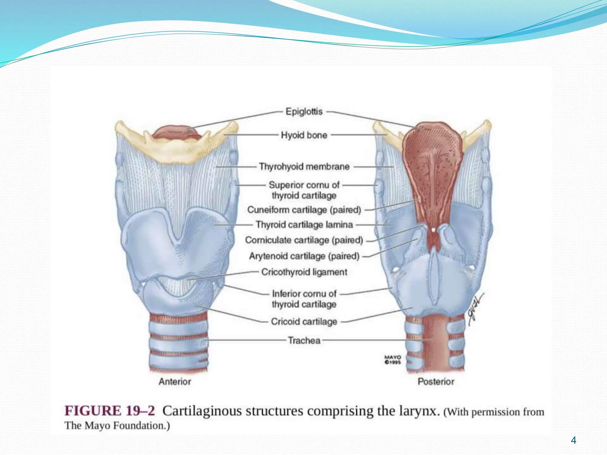 airway management with assessment and guidelines 1.pptx