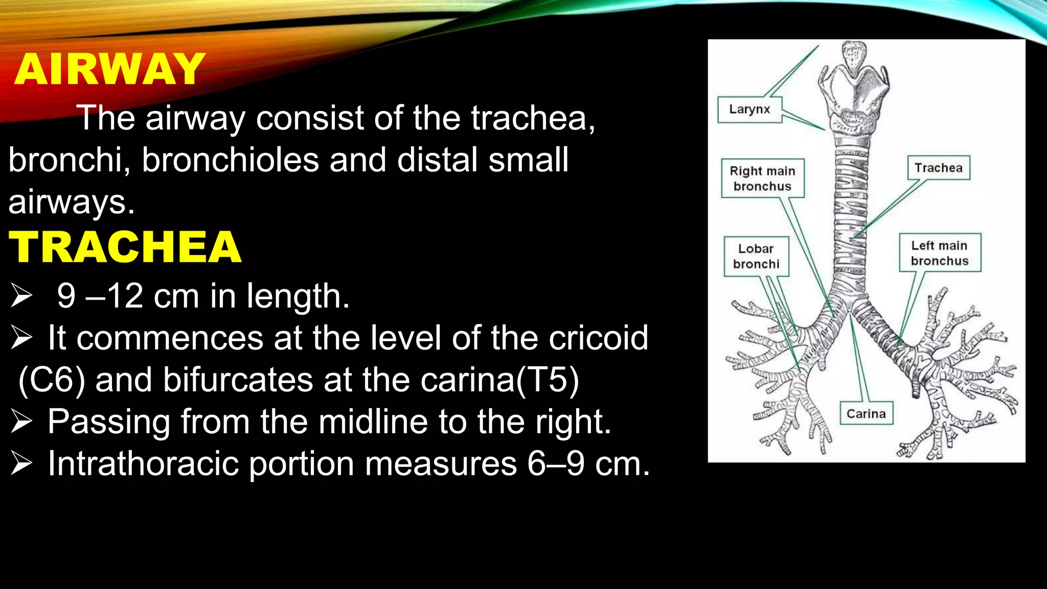 Airway and Trachea | PPTX