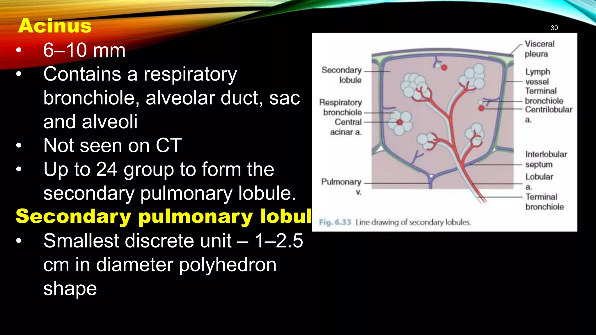 Airway and Trachea | PPTX