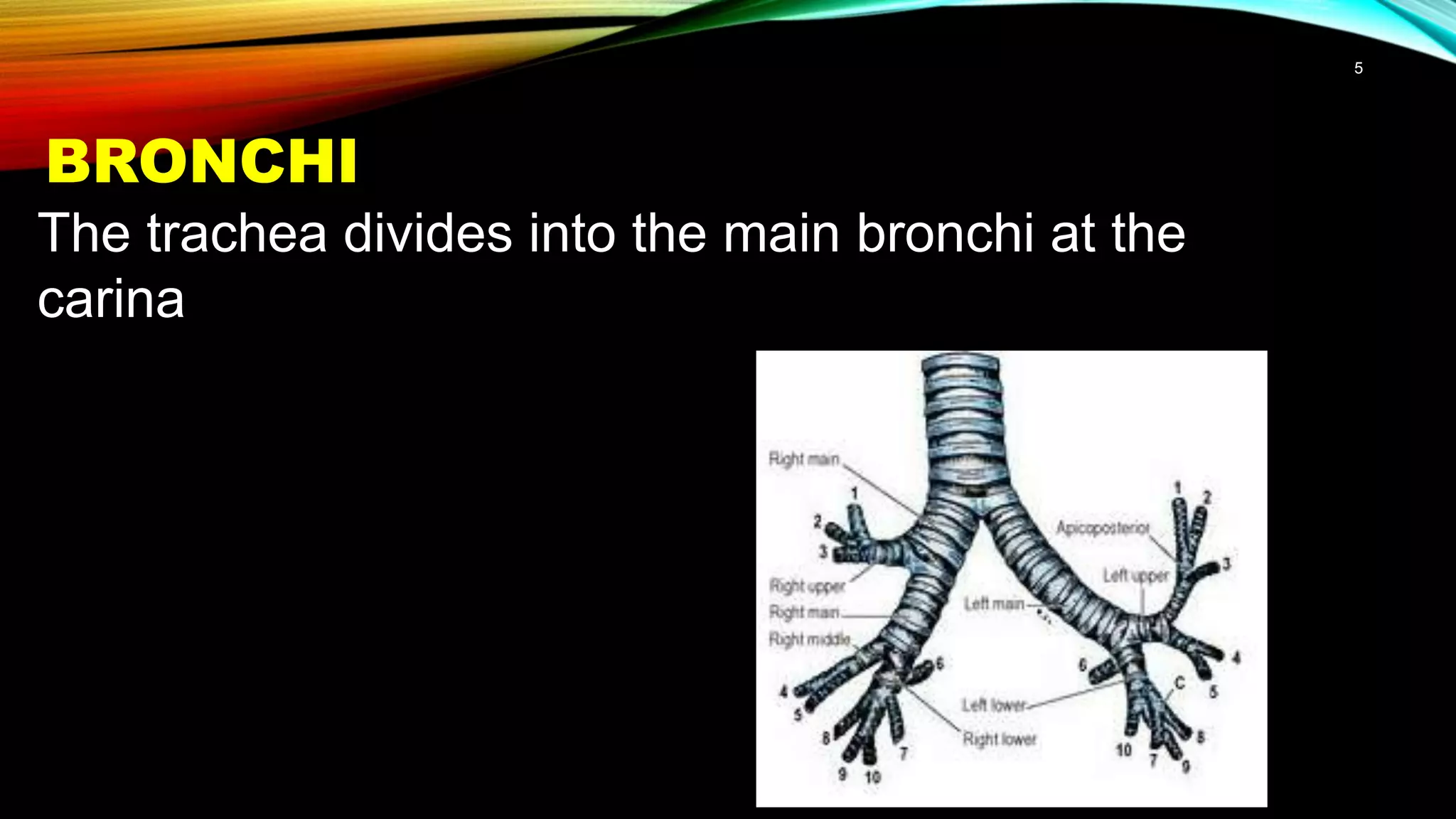 Airway and Trachea | PPTX
