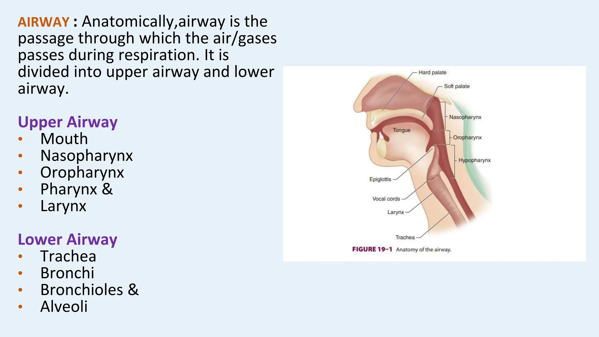 Airway assessment and difficult airway anaesthesia | PPTX