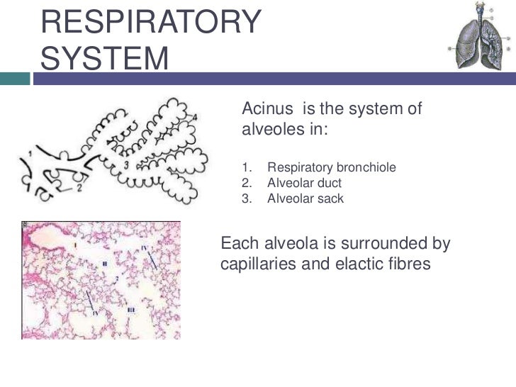 Respiratory system