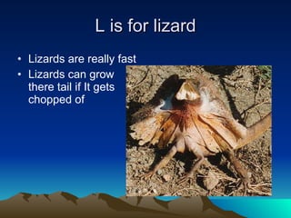 A Is For Antelope | PPT
