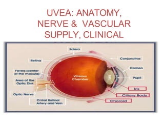uvea | PPTX